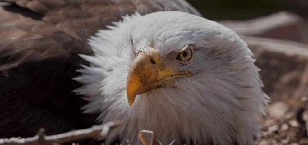 Eagle Cam - Duke Farms