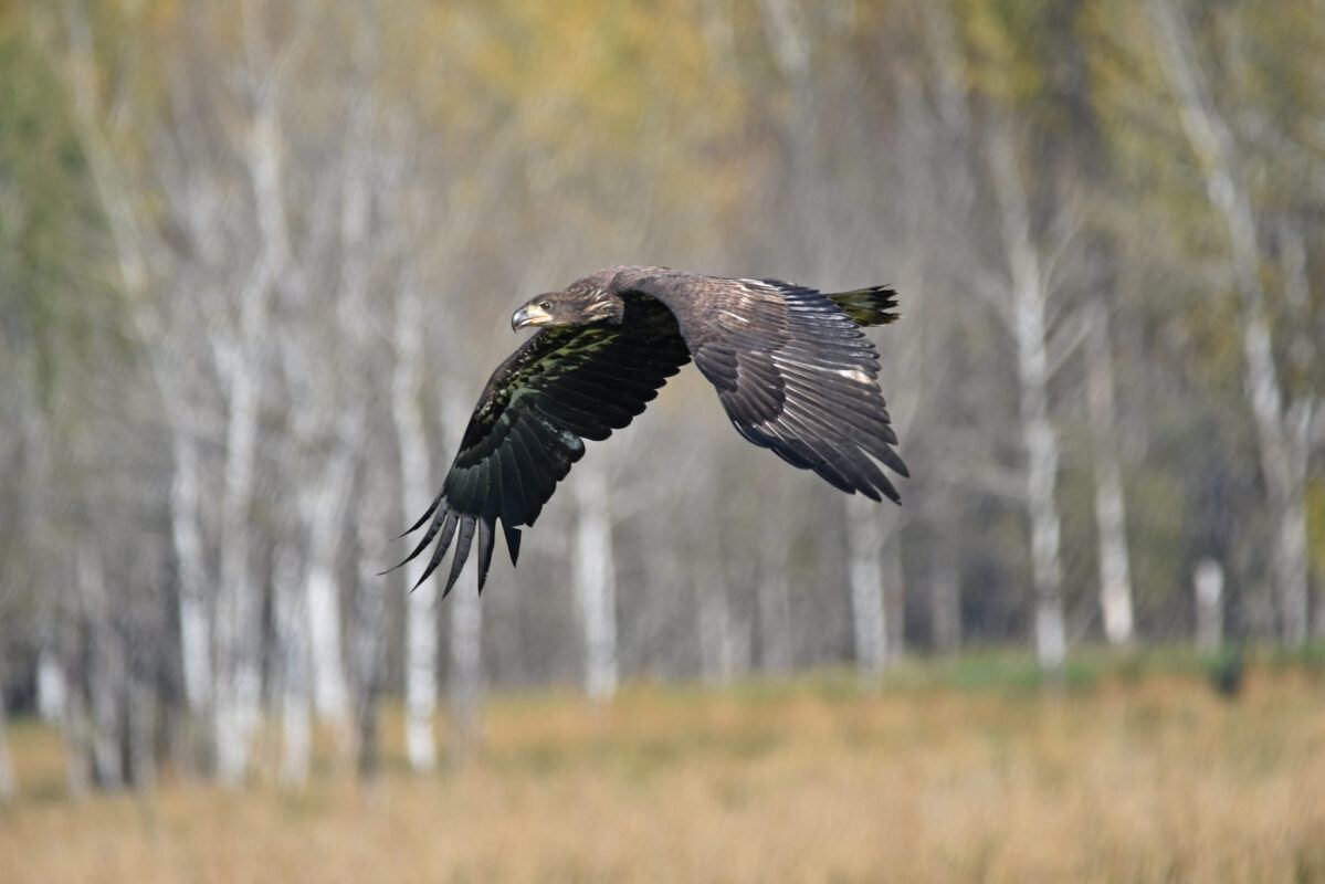 Eagle Cam - Duke Farms