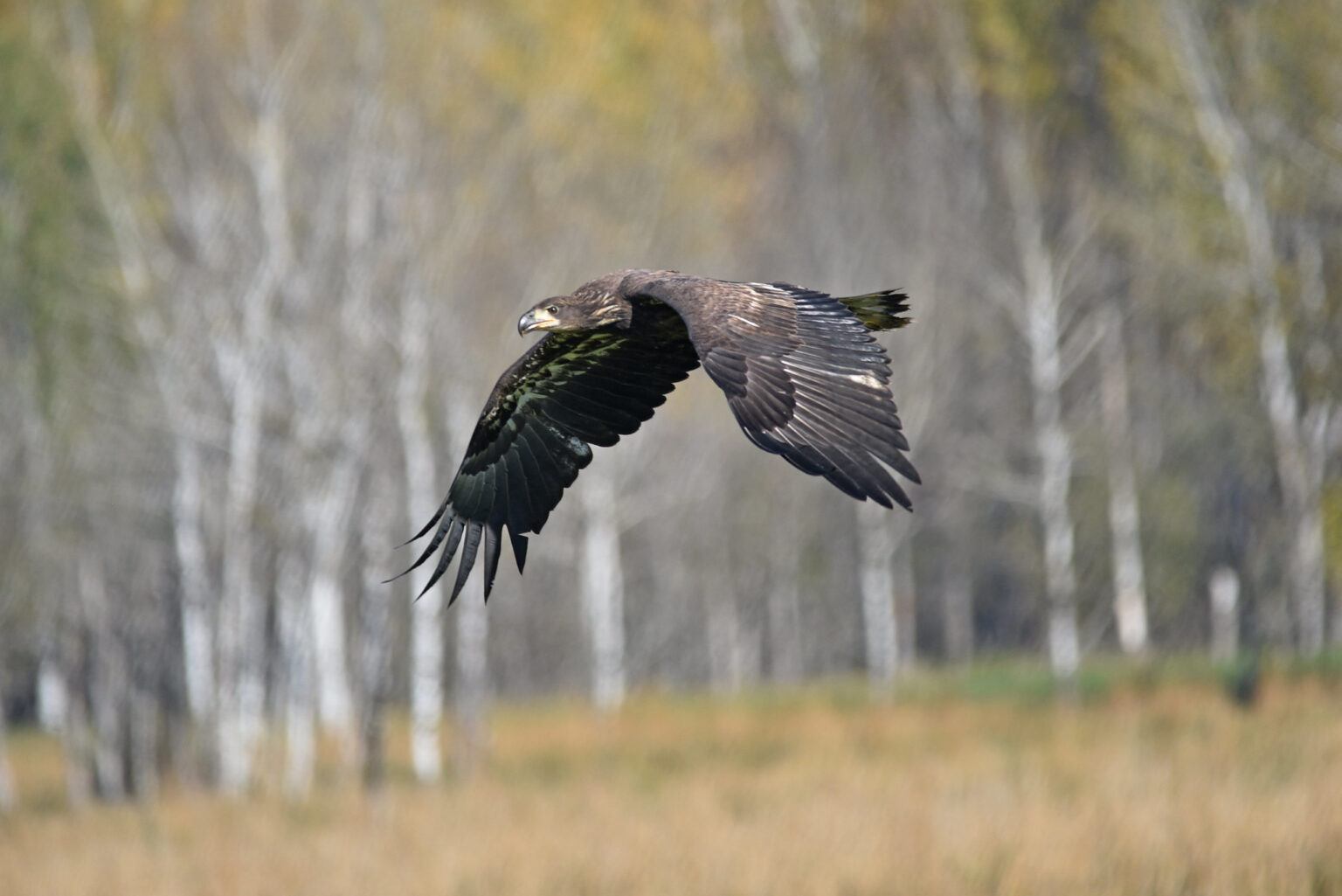 Eagle Cam - Duke Farms