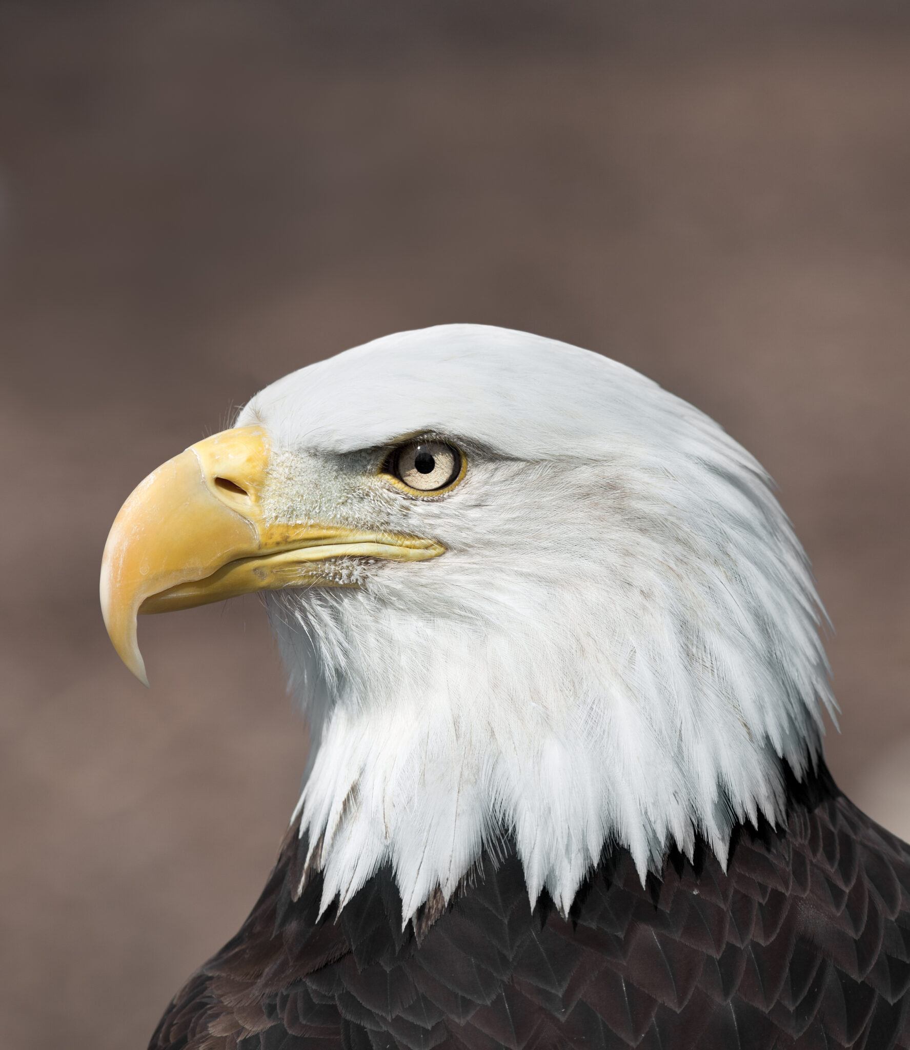 Eagle Cam - Duke Farms