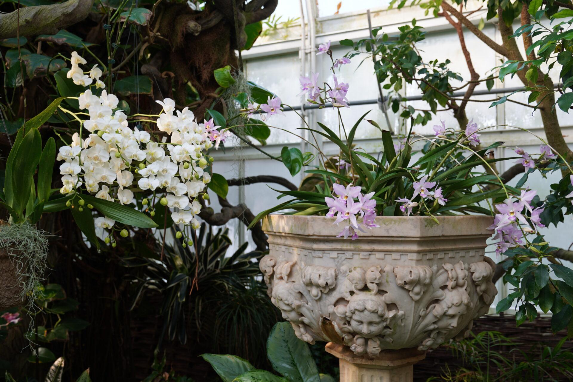 Orchid Range - Duke Farms
