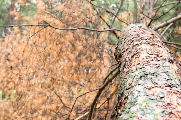 Snags, Limbs, and Logs - Duke Farms