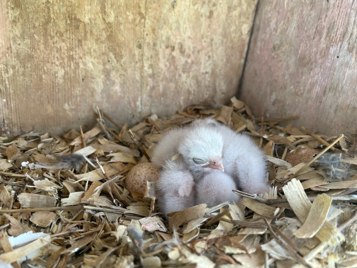 Duke Farms' Pioneering Efforts in the American Kestrel Nest Box Program ...