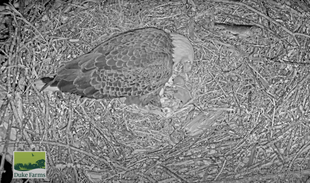 Eagle Cam - Duke Farms