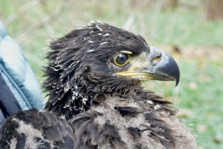Banding the Duke Farms Bald Eagles - Duke Farms