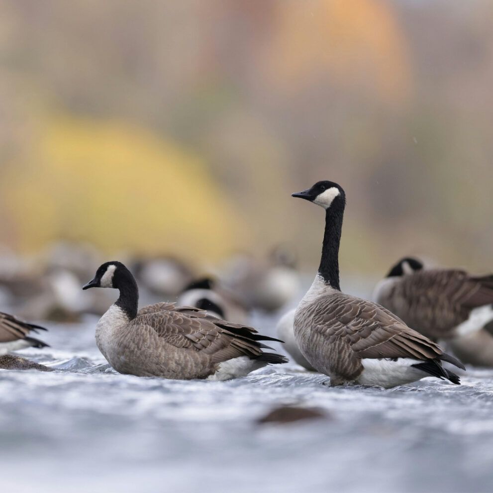 Understanding Bird Flu Outbreaks - Duke Farms